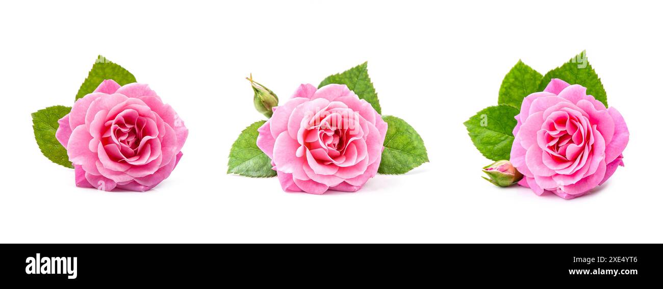 Collage pink rose flower Stock Photo - Alamy