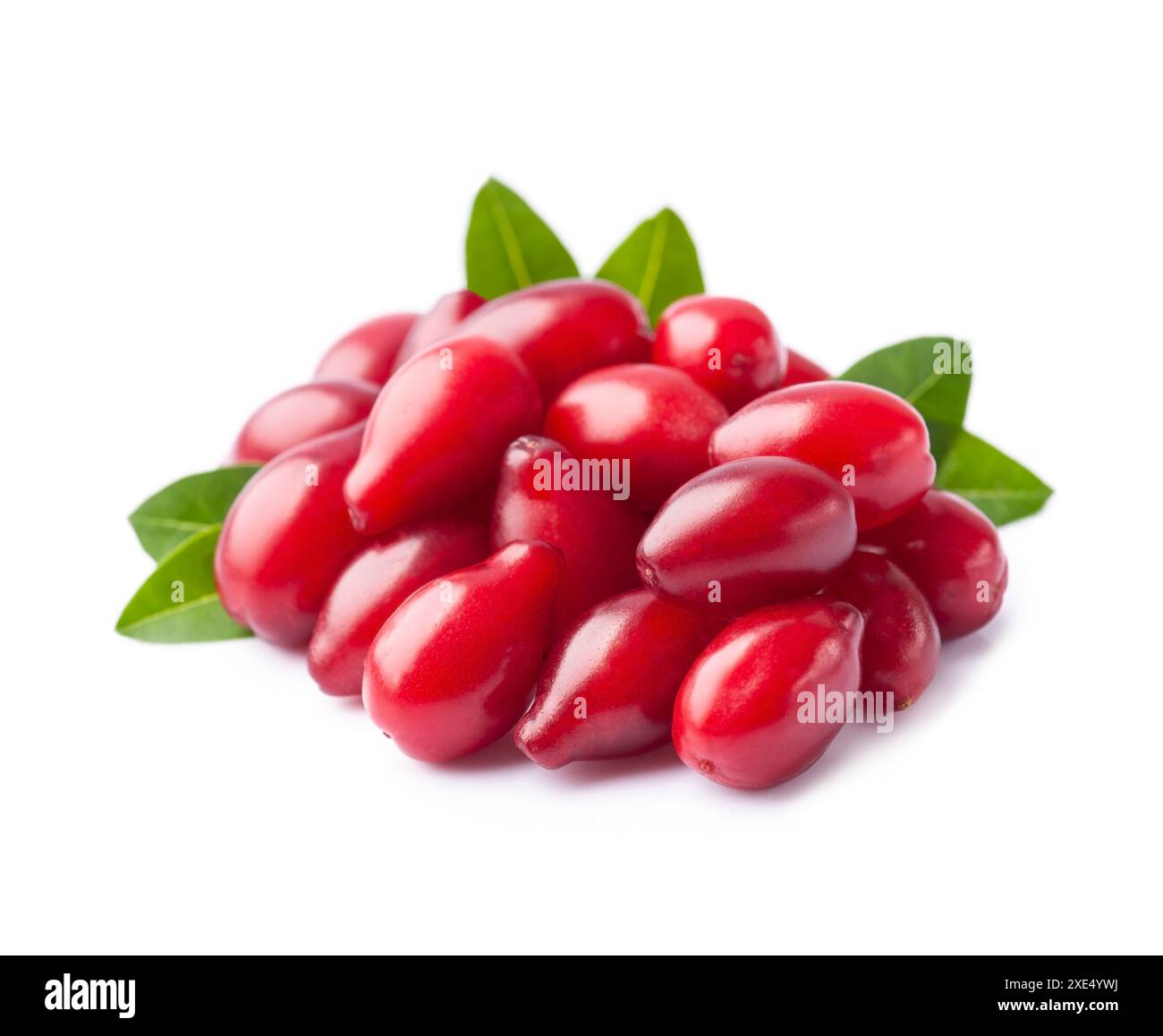 Red berries of cornel fruits Stock Photo - Alamy