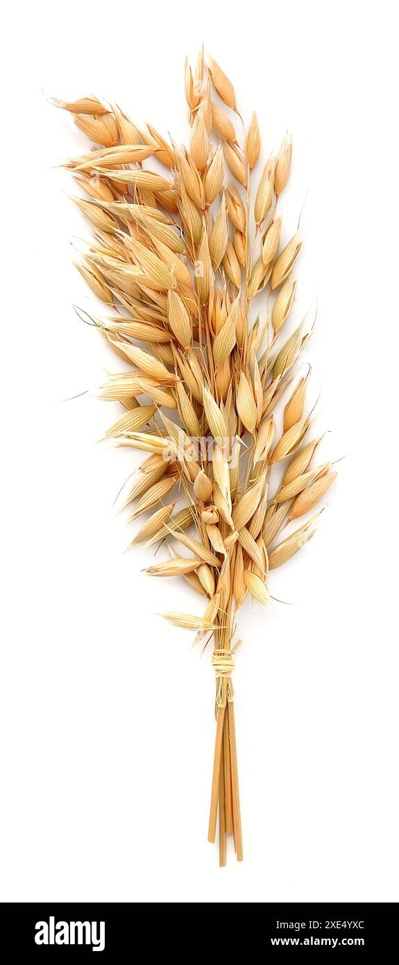Oat plant isolated Stock Photo - Alamy