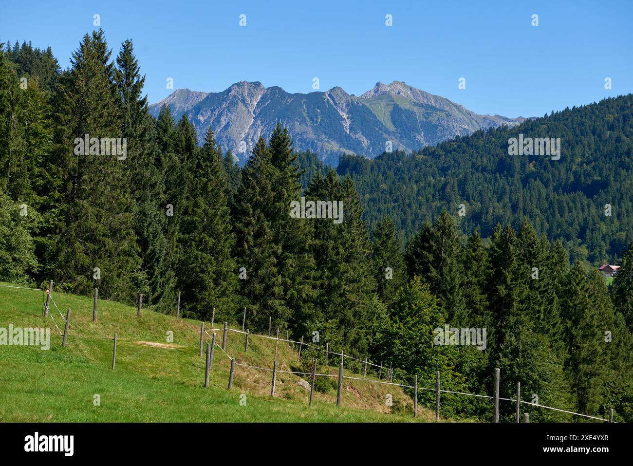 Alpine Meadows, Pine Forests, and the Azure Sky. Summer Meadows and ...