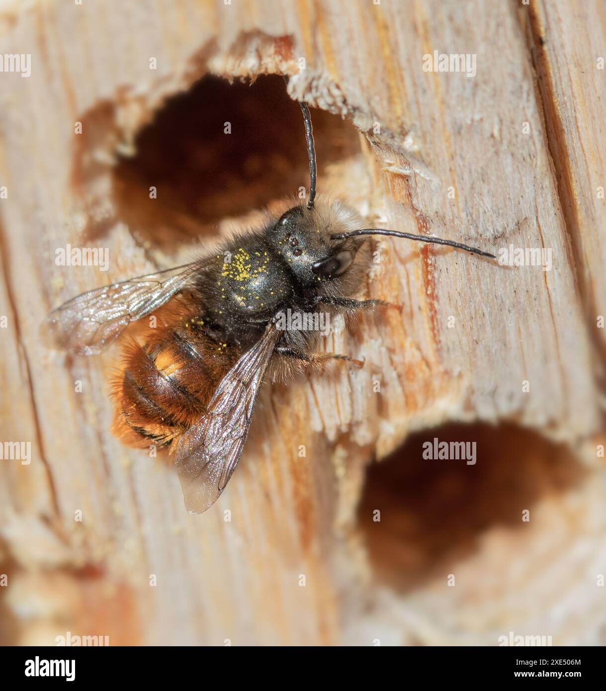 Mason insects hi-res stock photography and images - Alamy