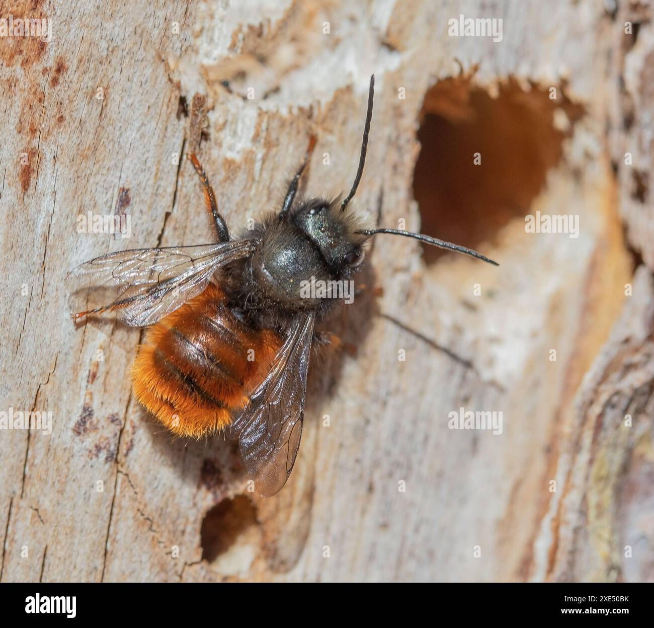 Mason insects hi-res stock photography and images - Alamy