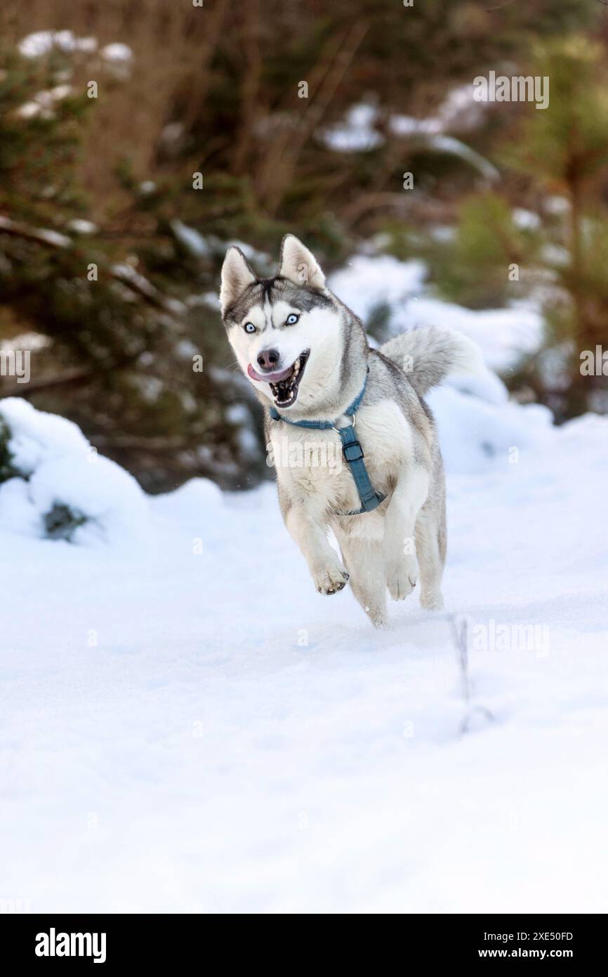 Siberian Husky dog running, winter forest Stock Photo - Alamy