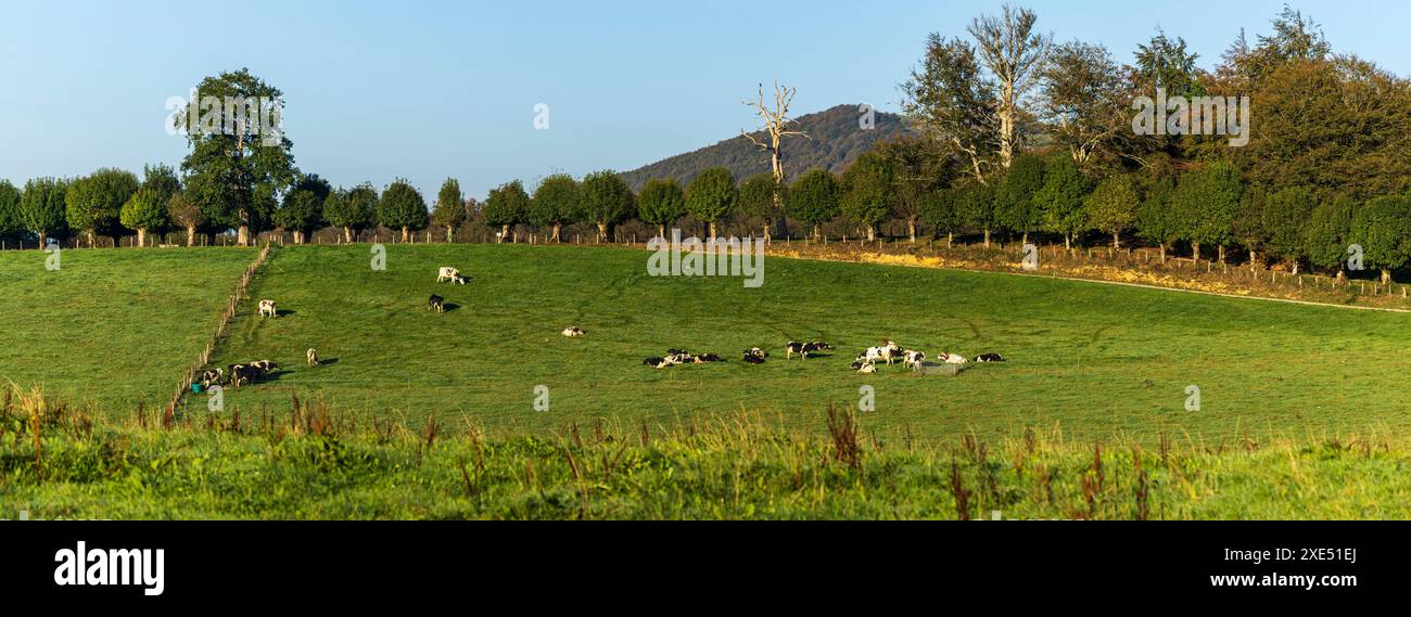Medieval livestock hi-res stock photography and images - Alamy