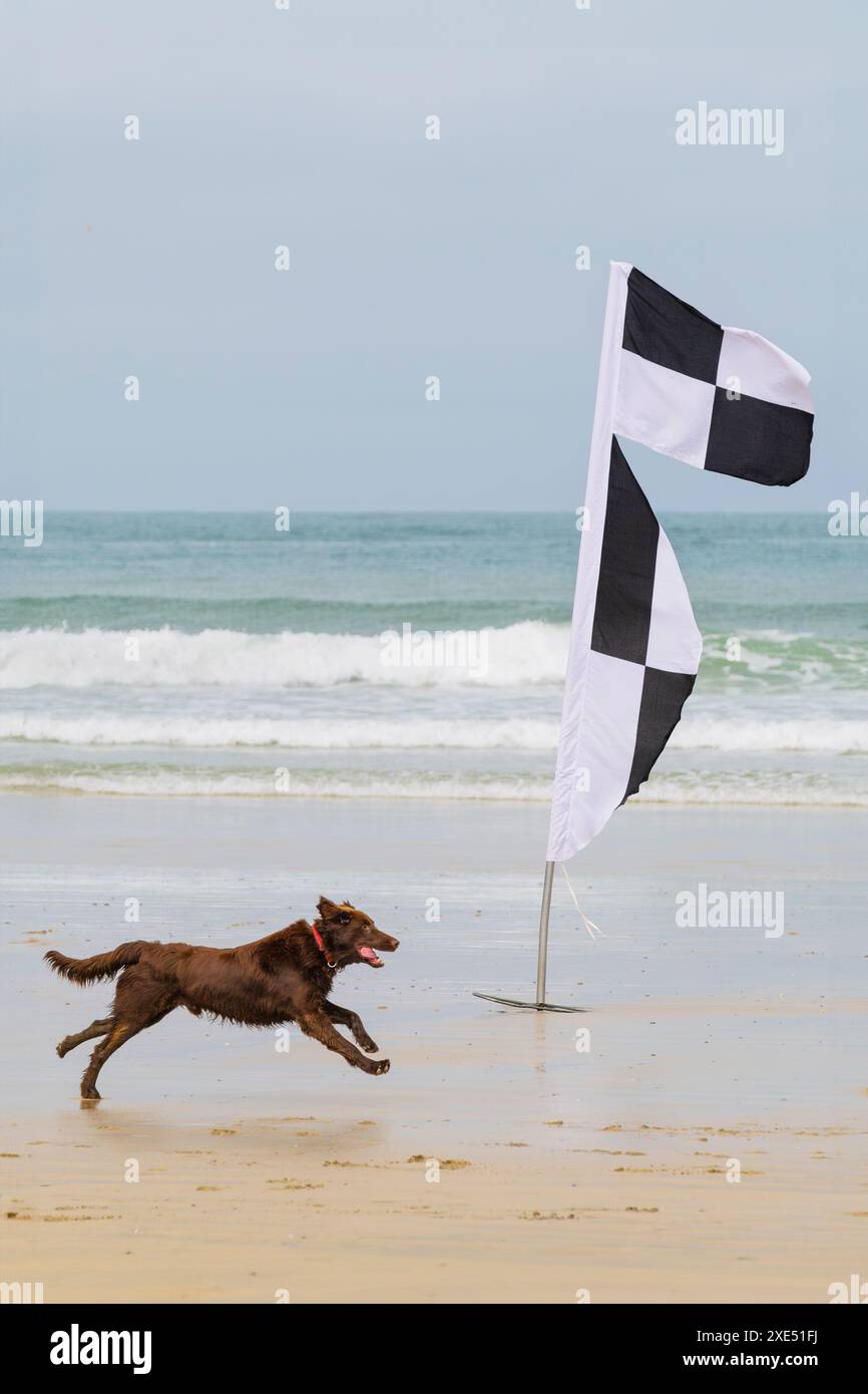 A dog running past a black and white chequered safety flag on Towan ...