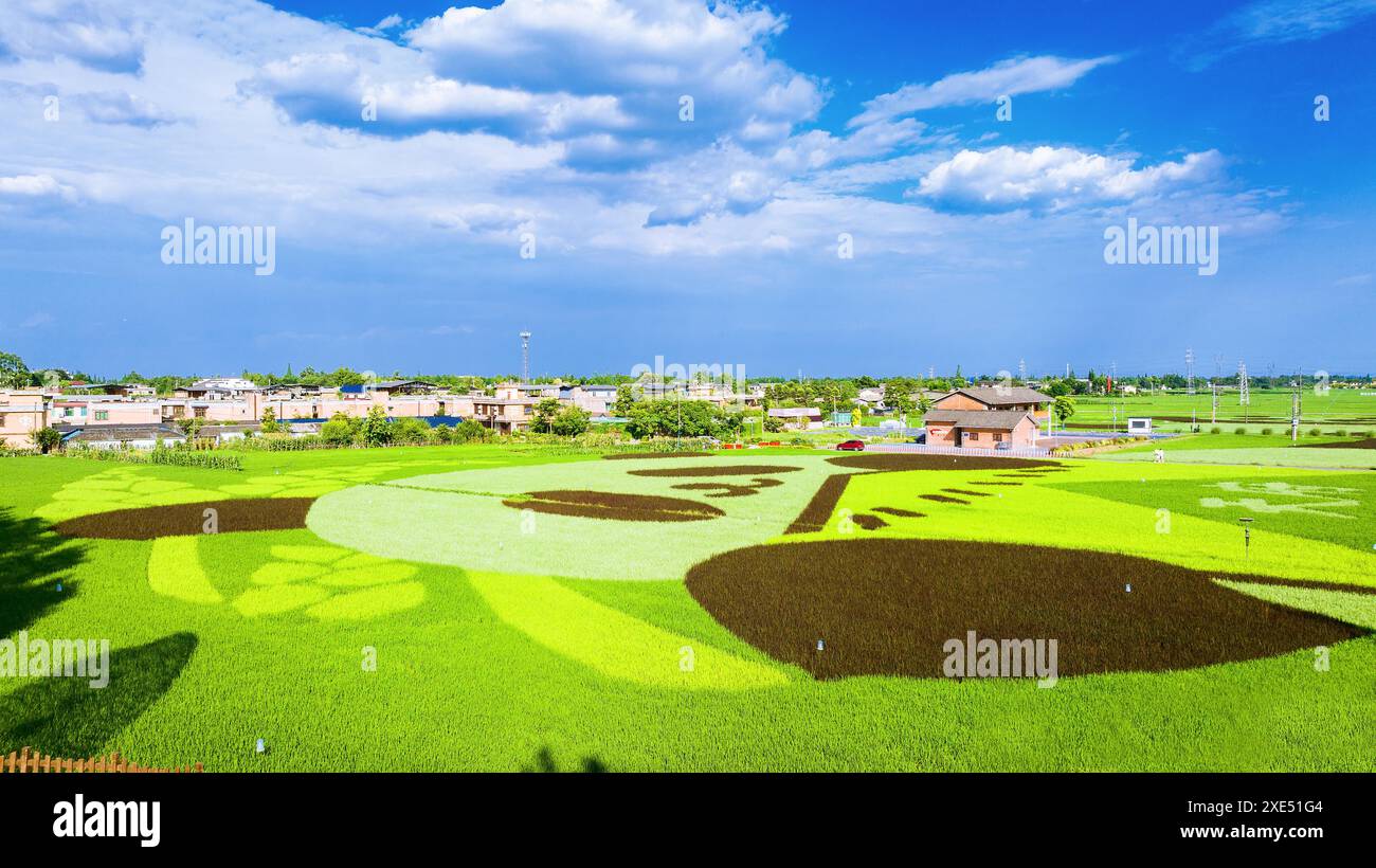 Aerial photo shows the panda-themed paintings on a rice field in ...