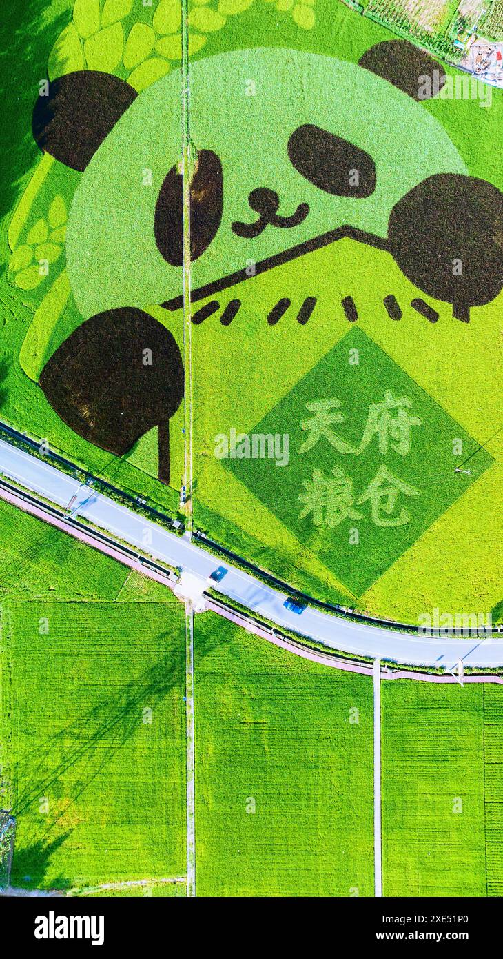 Aerial photo shows the panda-themed paintings on a rice field in ...