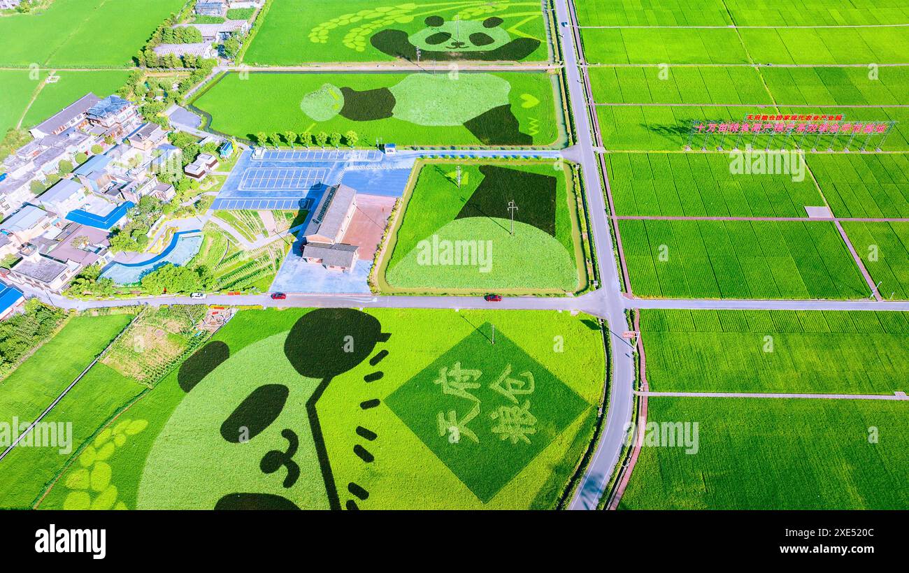 Aerial photo shows the panda-themed paintings on a rice field in ...