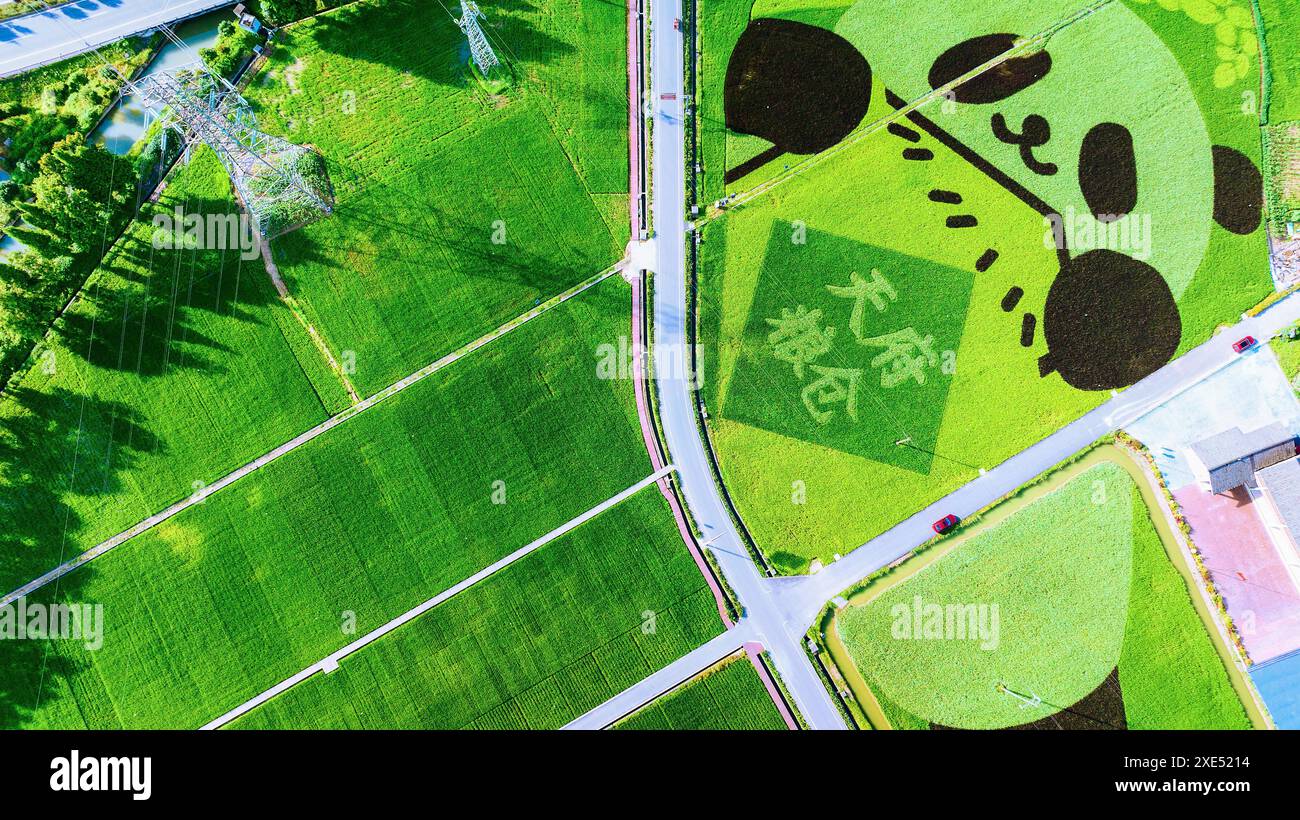 Aerial photo shows the panda-themed paintings on a rice field in ...