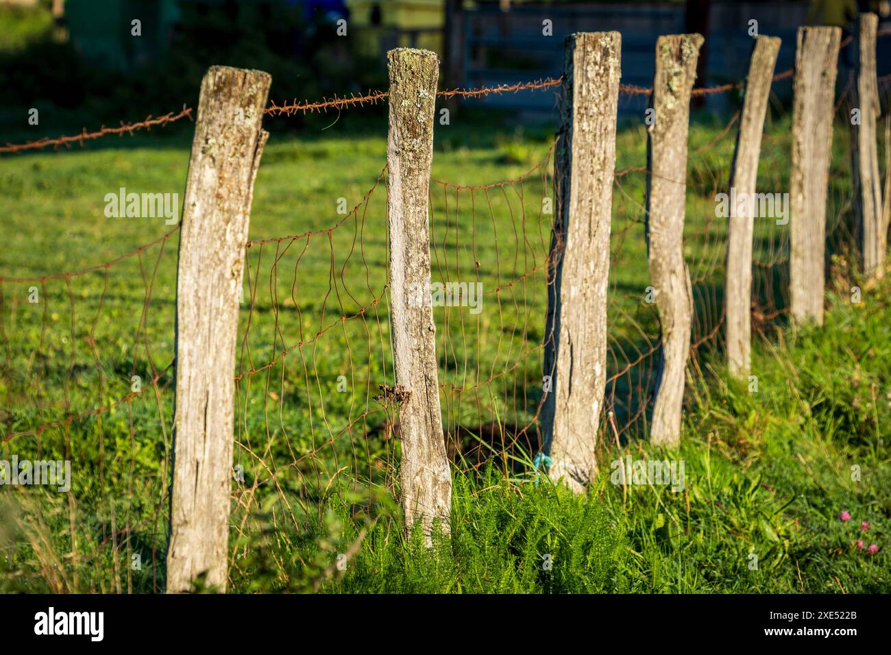 Medieval livestock hi-res stock photography and images - Alamy