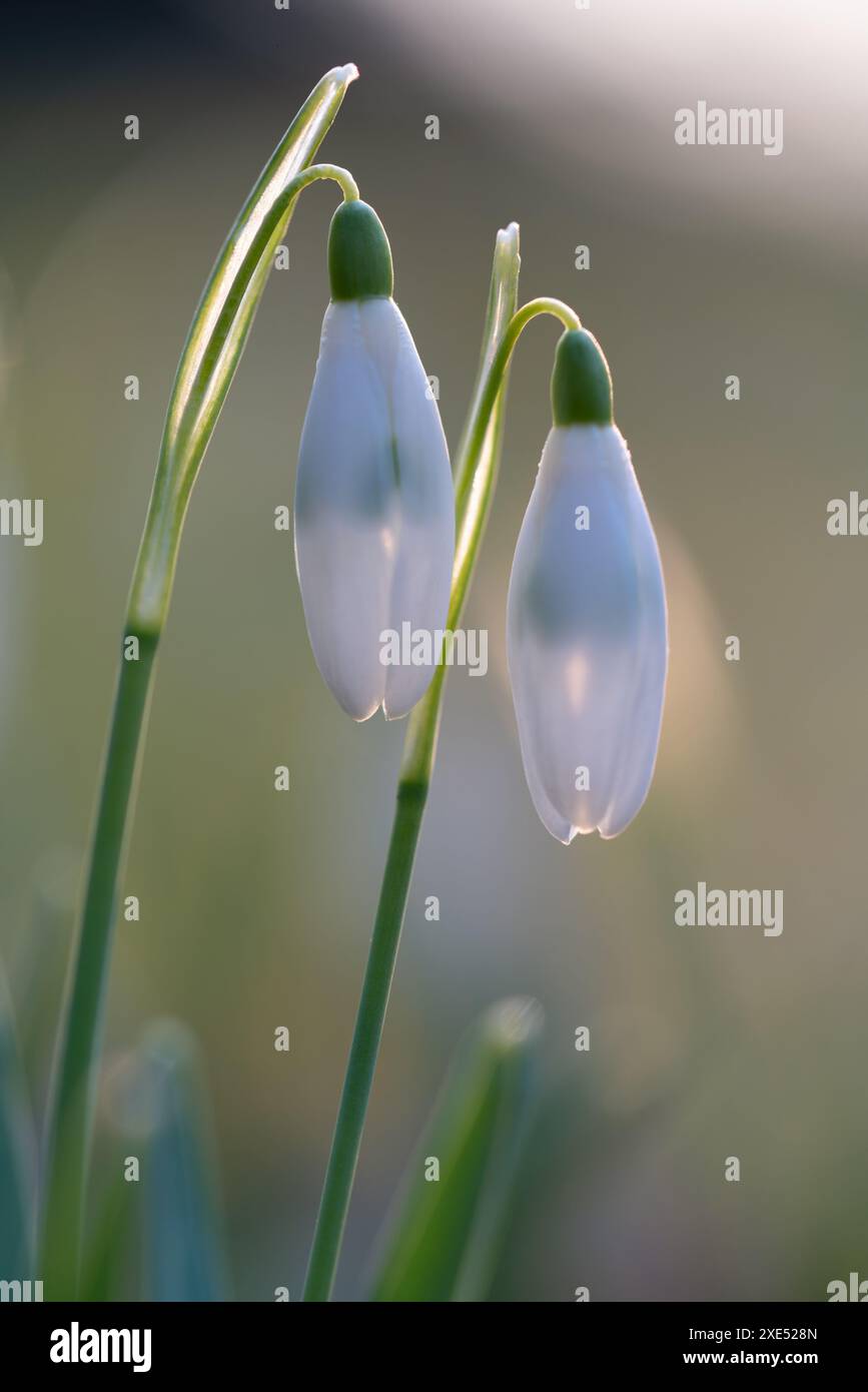 Flowers coming into bud hi-res stock photography and images - Alamy
