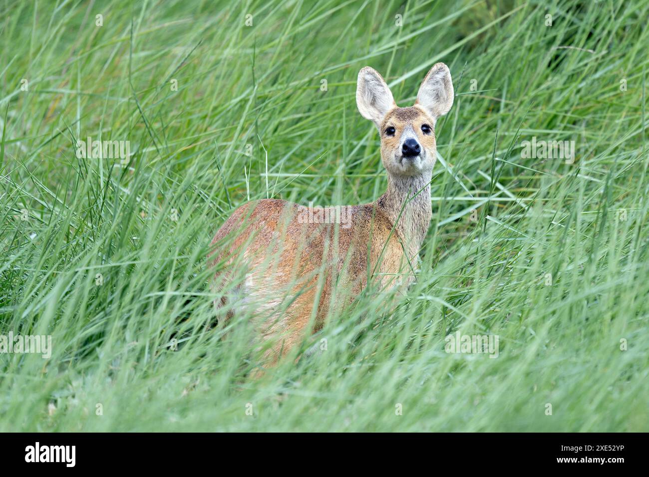 Chinese water deer fangs hi-res stock photography and images - Alamy
