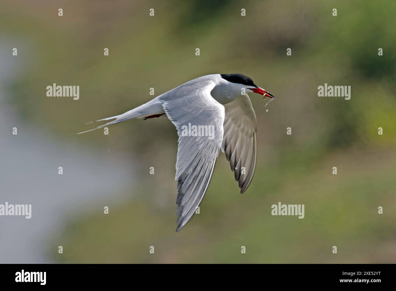 An elegant common tern fishing Stock Photo - Alamy