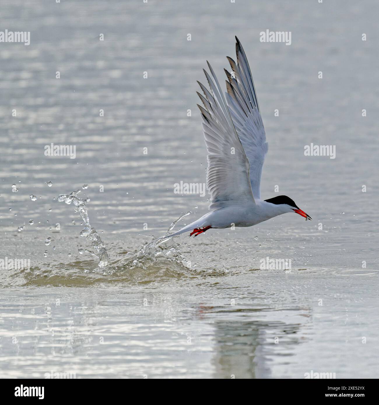 An elegant common tern fishing Stock Photo - Alamy