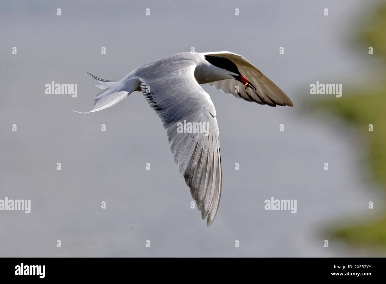An elegant common tern fishing Stock Photo - Alamy