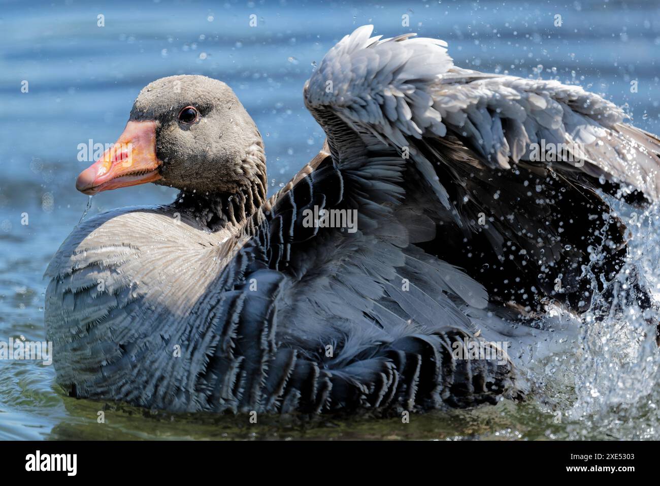 A Greylag Goose enjoying a bath Stock Photo - Alamy