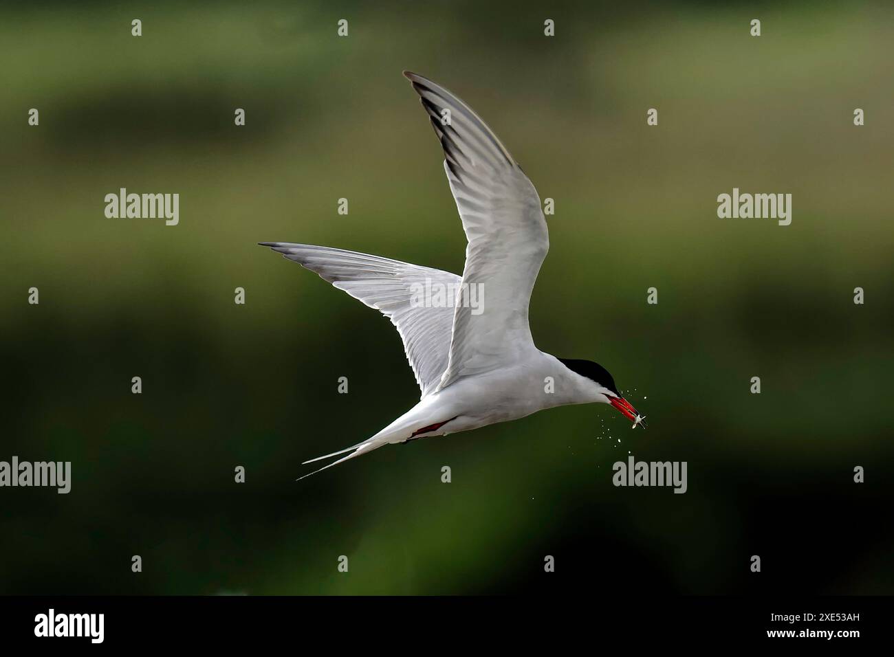 An elegant common tern fishing Stock Photo - Alamy