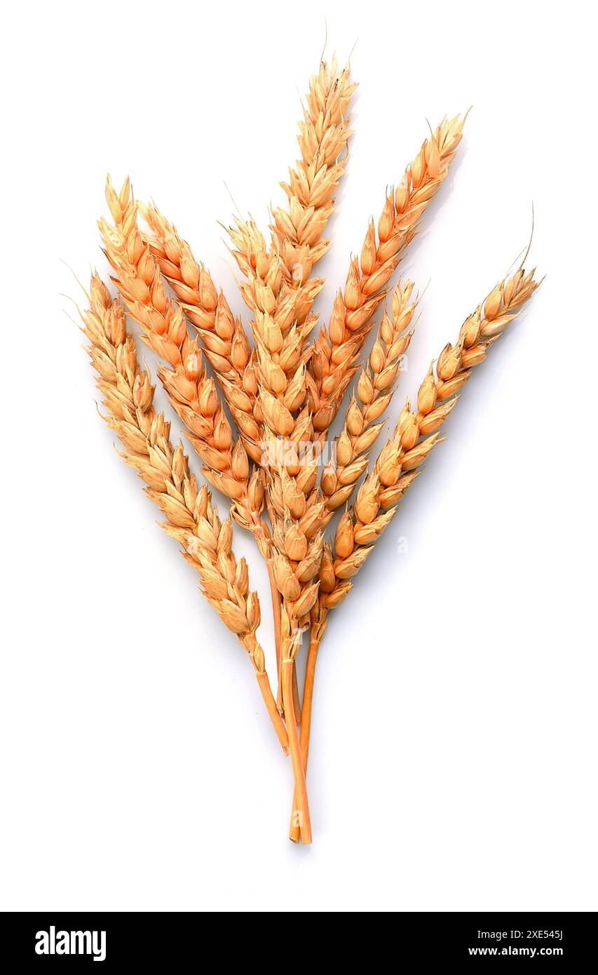 Whole wheat flour isolated hi-res stock photography and images - Alamy