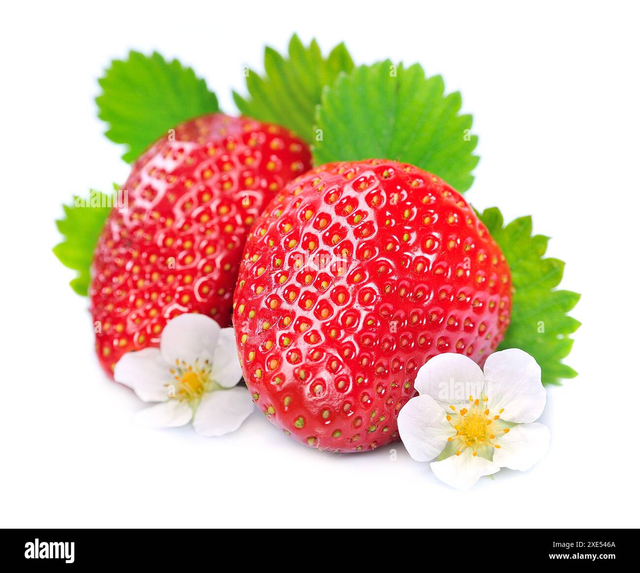 Red strawberry blossom hi-res stock photography and images - Alamy