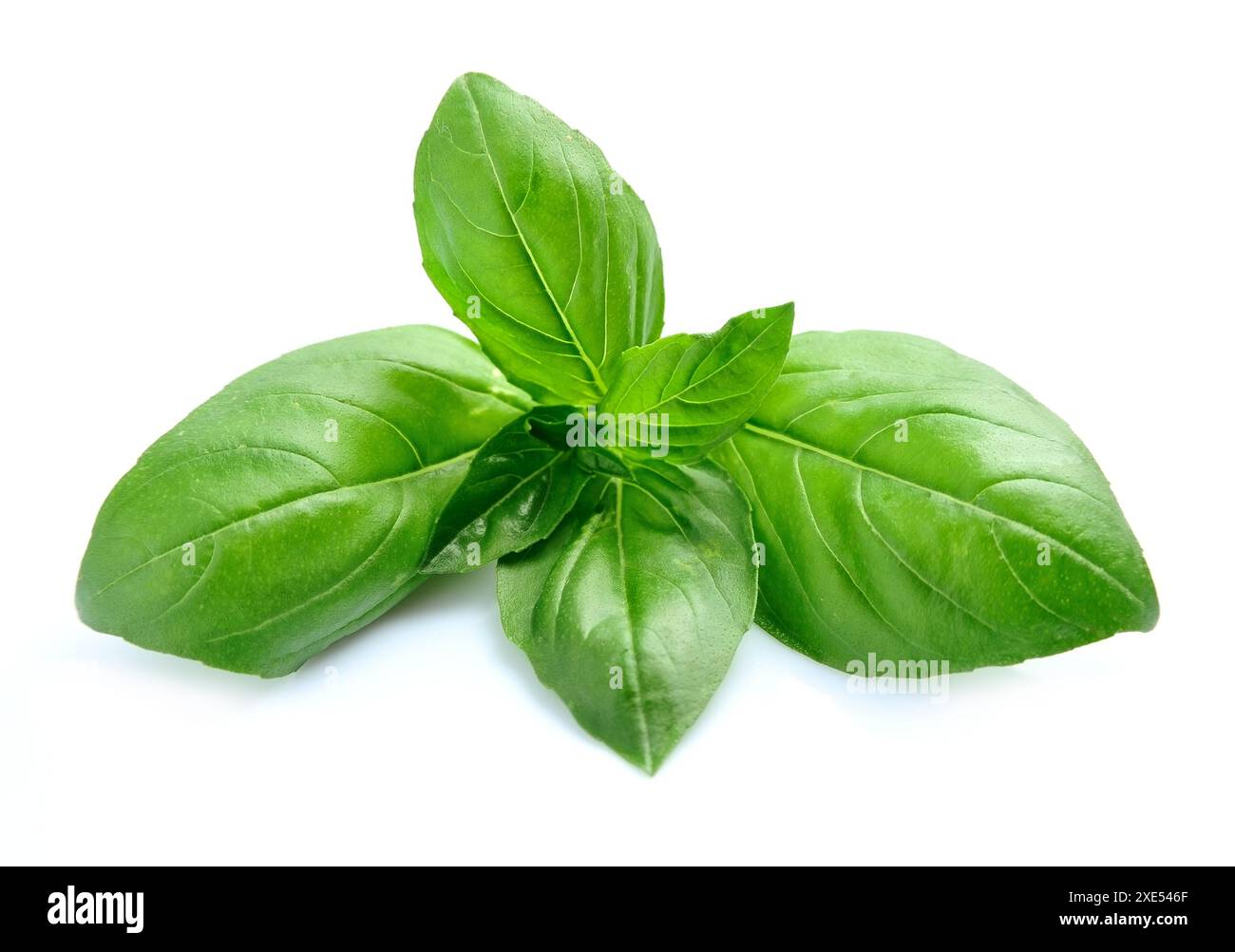 Fresh basil leaves Stock Photo - Alamy