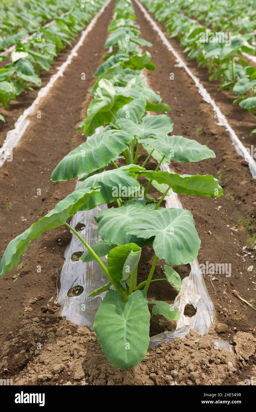Taro cultivation hi-res stock photography and images - Alamy