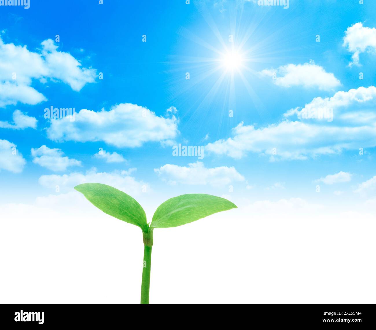 New sprouts and sky Stock Photo - Alamy