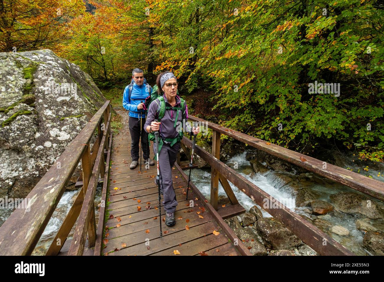 Bosque bosque bosque bosque escena hi-res stock photography and images ...