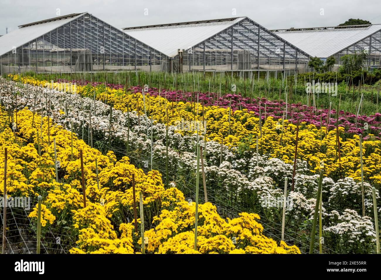 Chrysanthemum field hi-res stock photography and images - Alamy