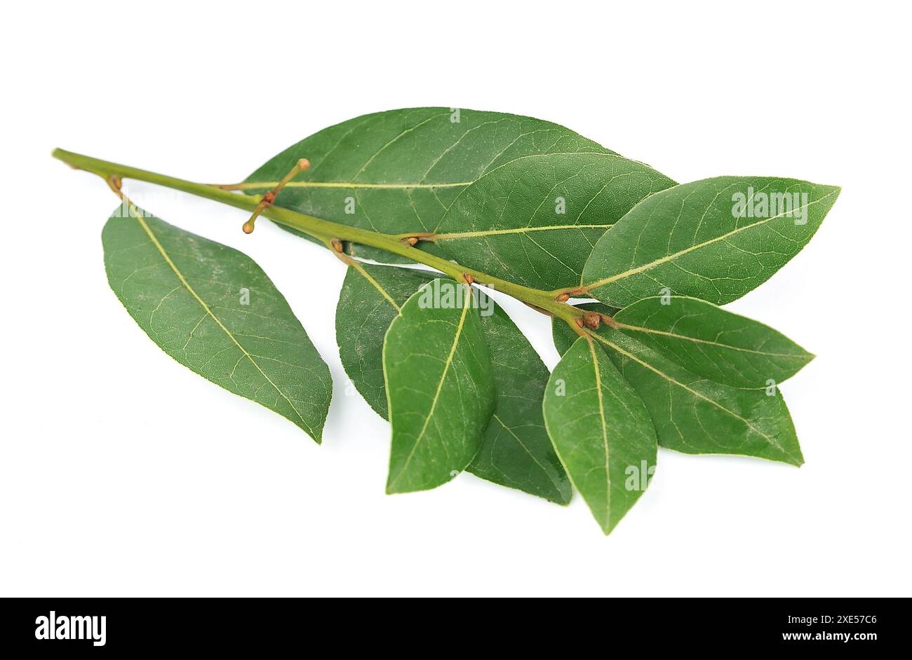 Bay laurel tree Cut Out Stock Images & Pictures - Alamy