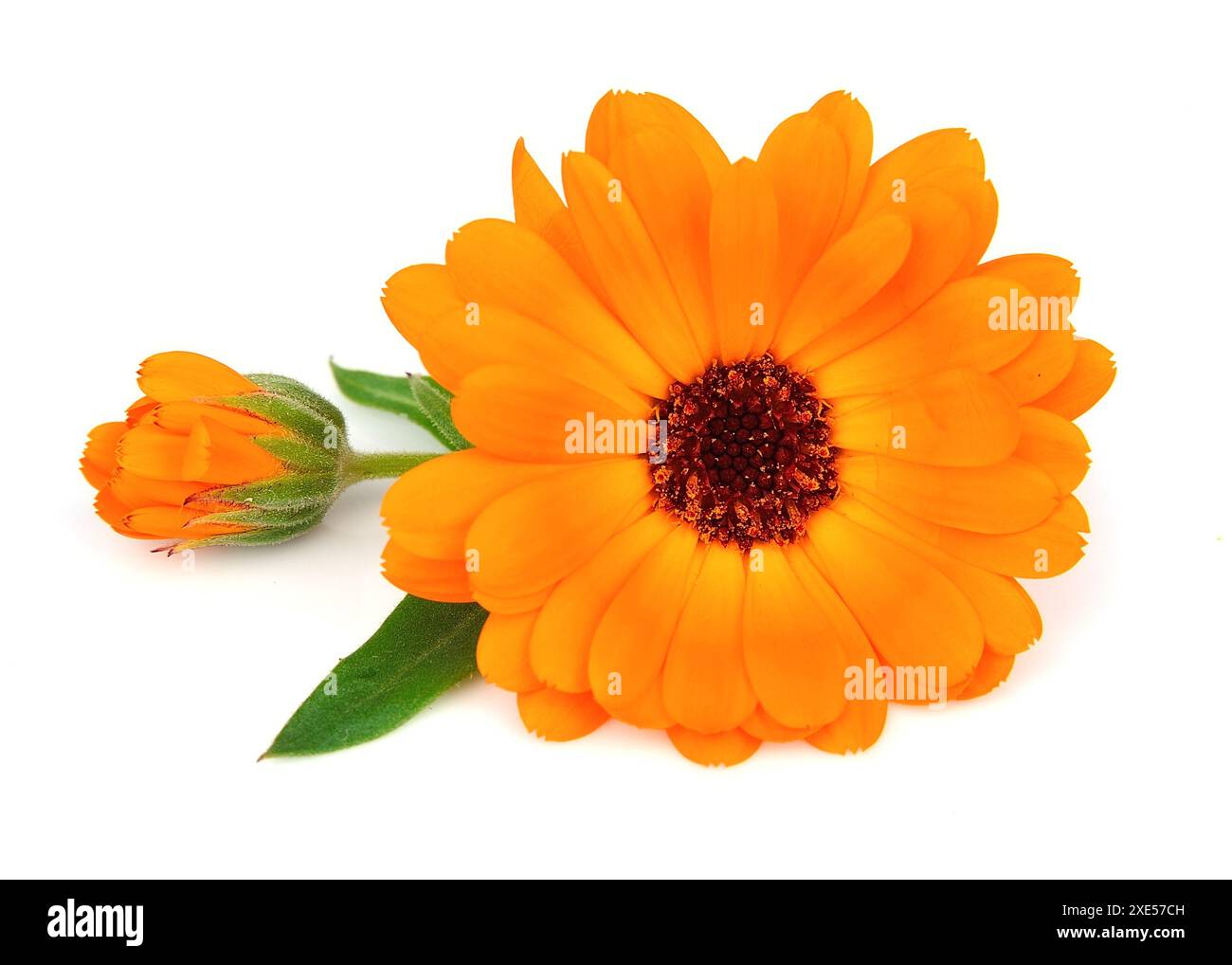 Marigold flowers Cut Out Stock Images & Pictures - Alamy