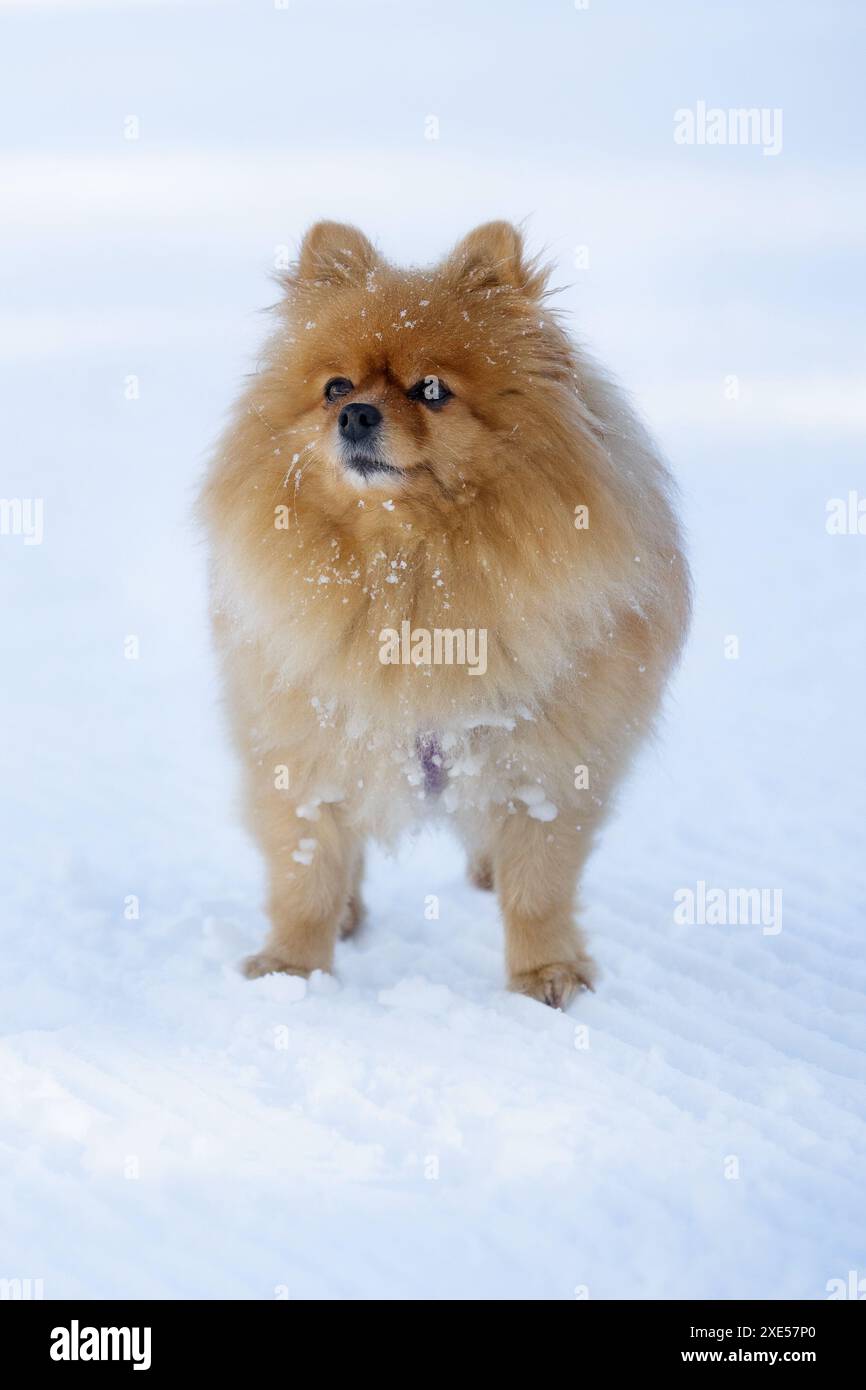 Orange spitz hi-res stock photography and images - Alamy