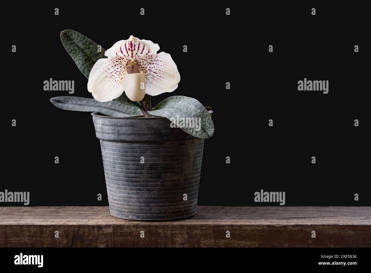Closeup view of creamy white and red flower of lady slipper orchid ...