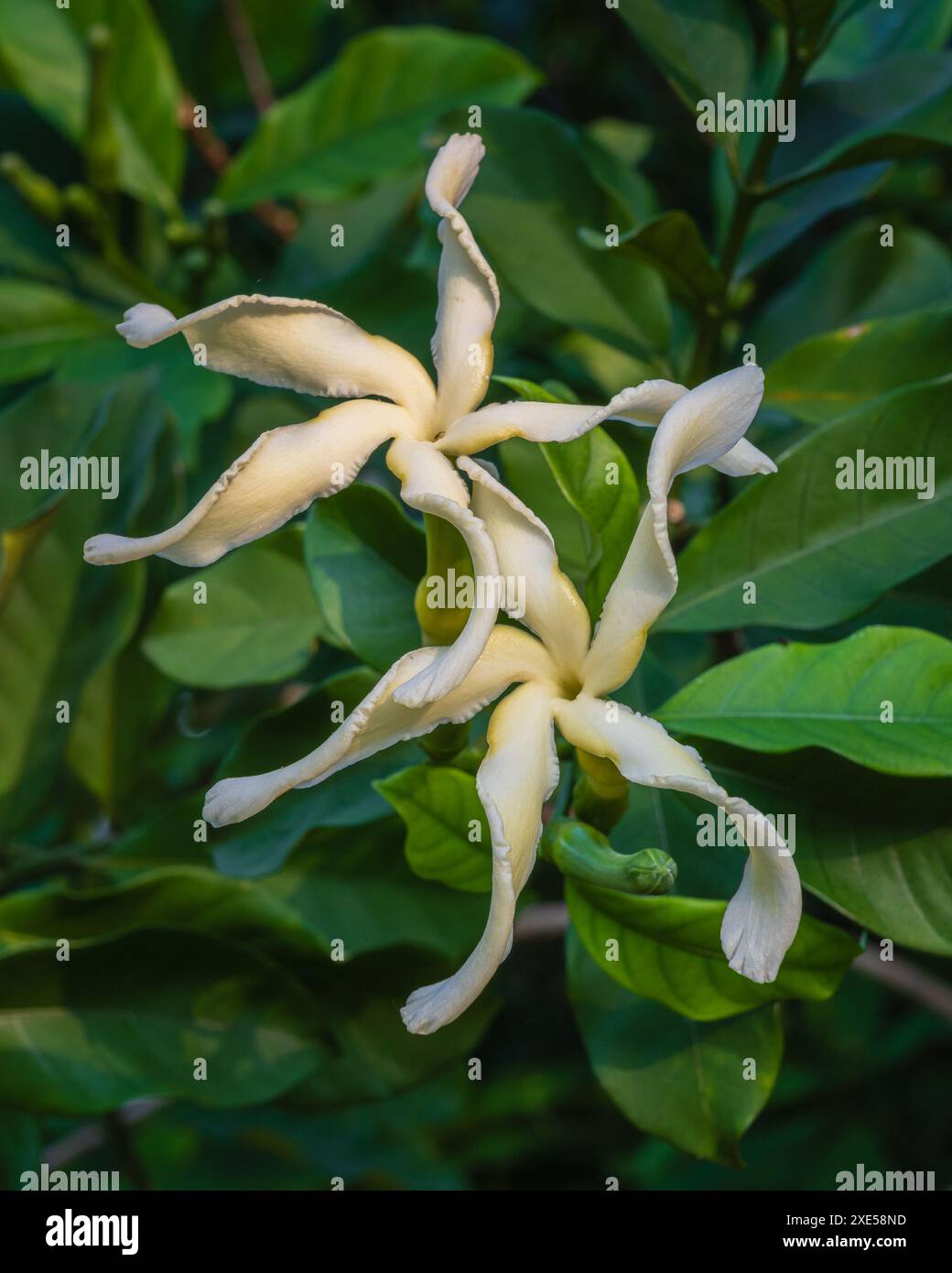 Closeup view of fragrant creamy white flowers of tropical shrub tabernaemontana africana aka ...