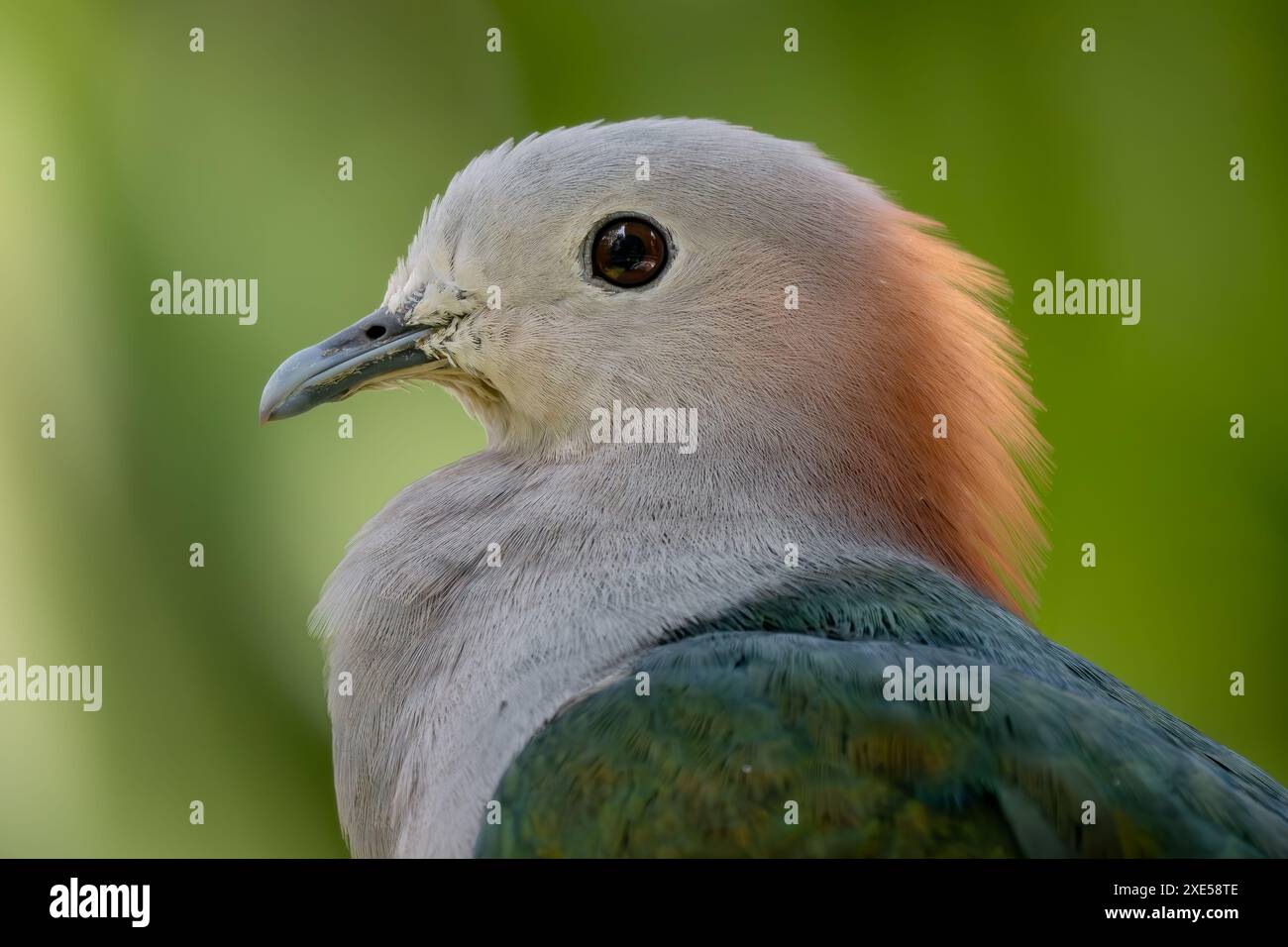 Green Imperial-pigeon - Ducula aenea, portrait of beautiful large ...