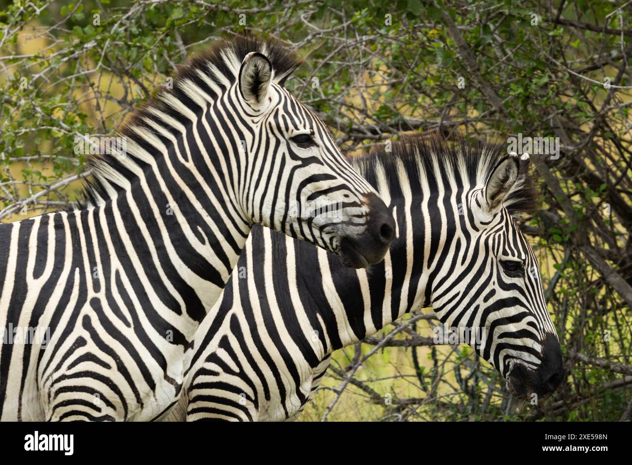 Common identification numbers hi-res stock photography and images - Alamy