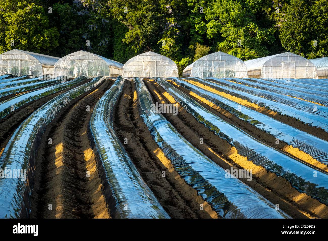 Heat mat greenhouse hi-res stock photography and images - Alamy