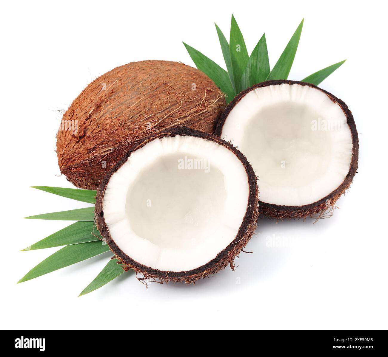 Coconut palm tree coconuts Cut Out Stock Images & Pictures - Alamy