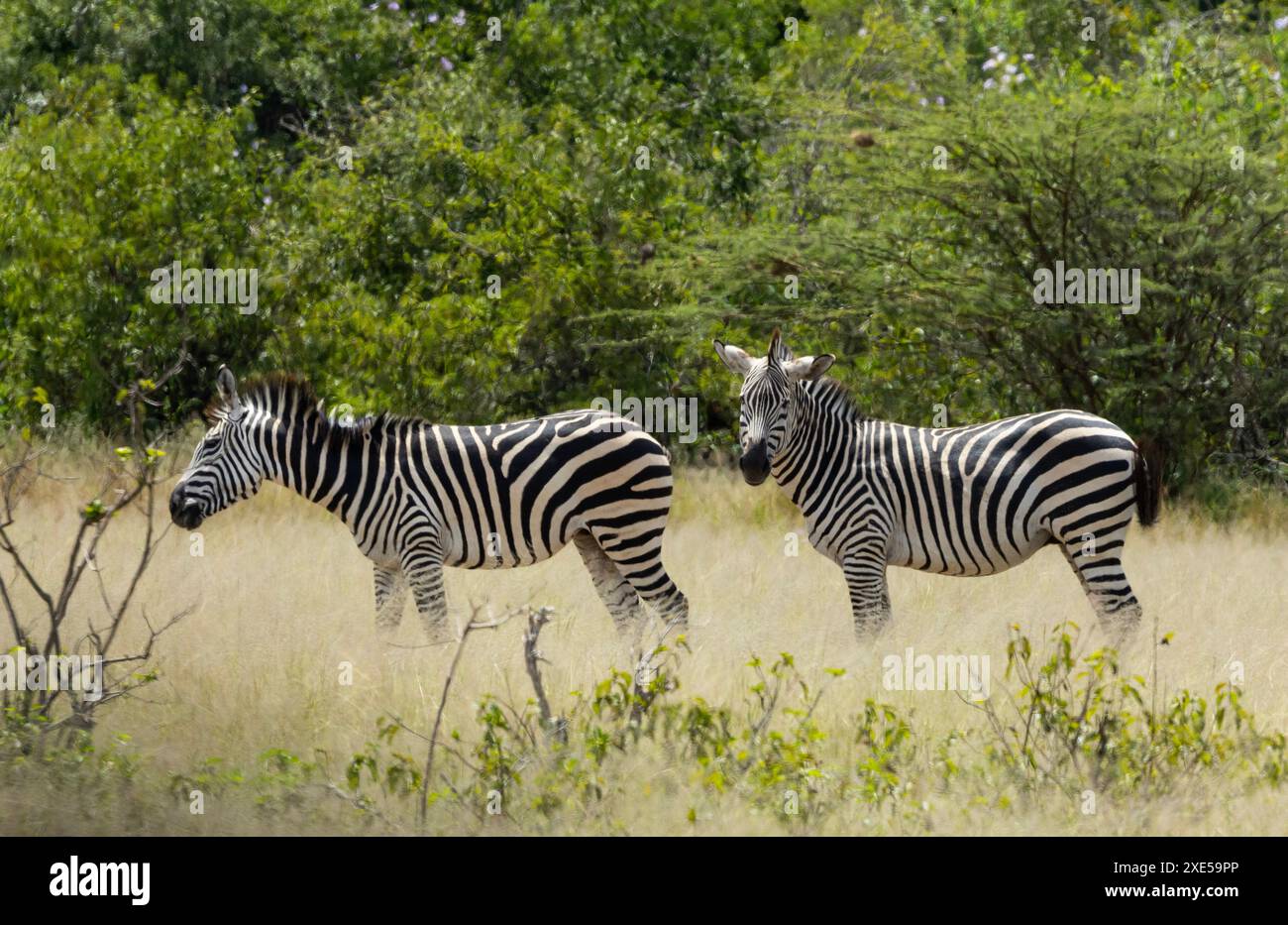 When Palins Zebra are out in the open the stiped coat might seem the ...
