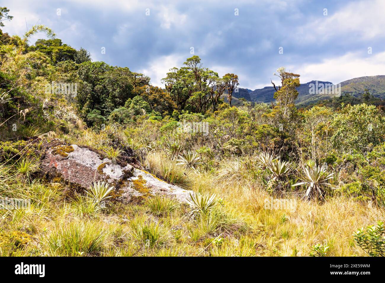 Paramo Natural Reserve, Andes Mountain Range, South America. Colombia ...