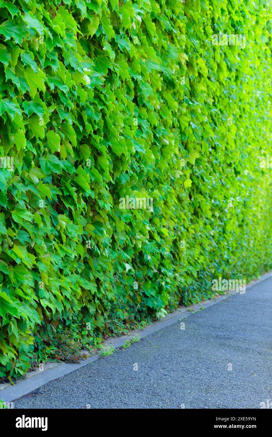 Leaves of ivy covering the wall of a building Stock Photo - Alamy