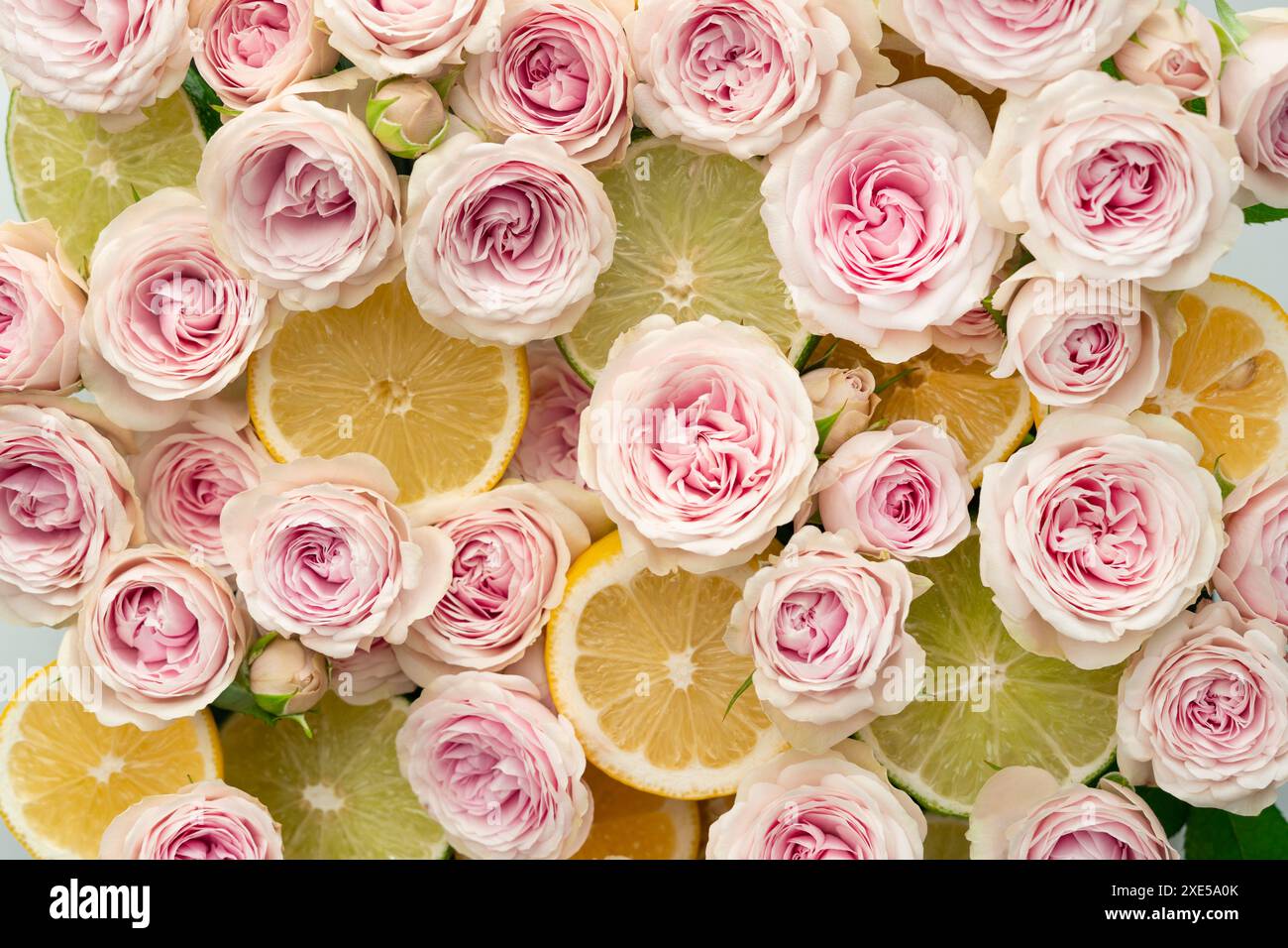 Still life pink roses hi-res stock photography and images - Alamy