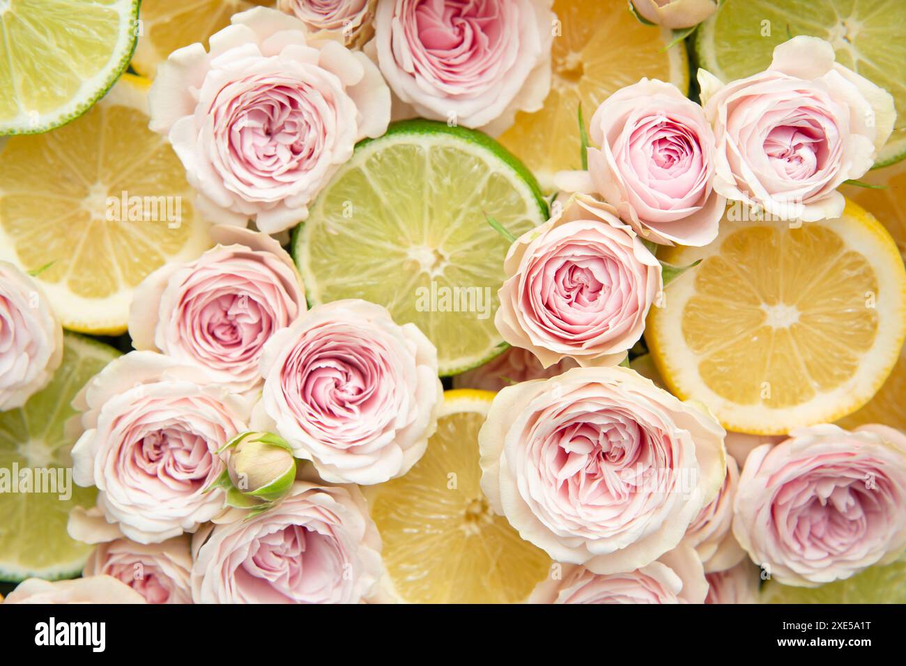 Still life pink roses hi-res stock photography and images - Alamy