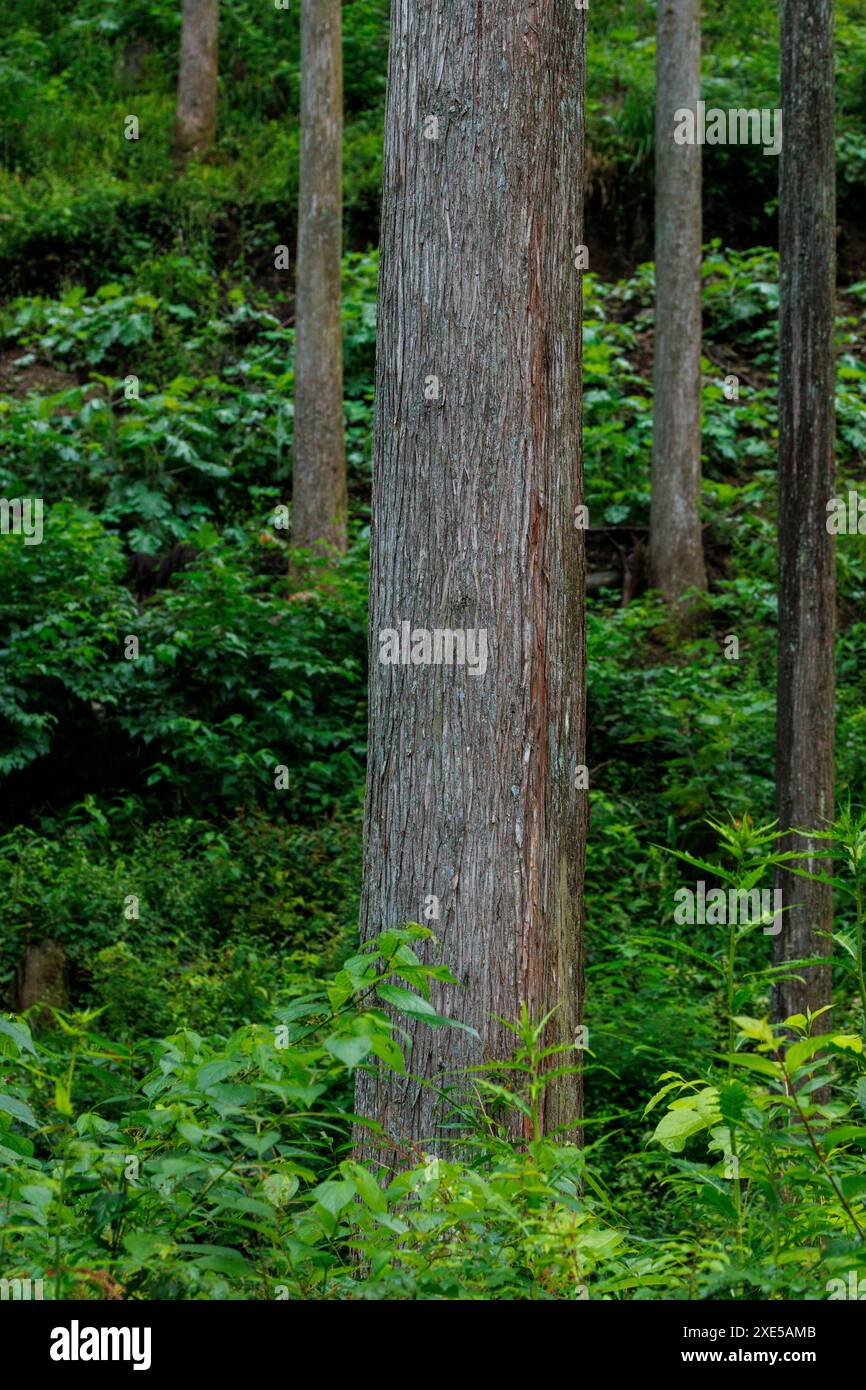 Thick, straight cedar trees Stock Photo - Alamy