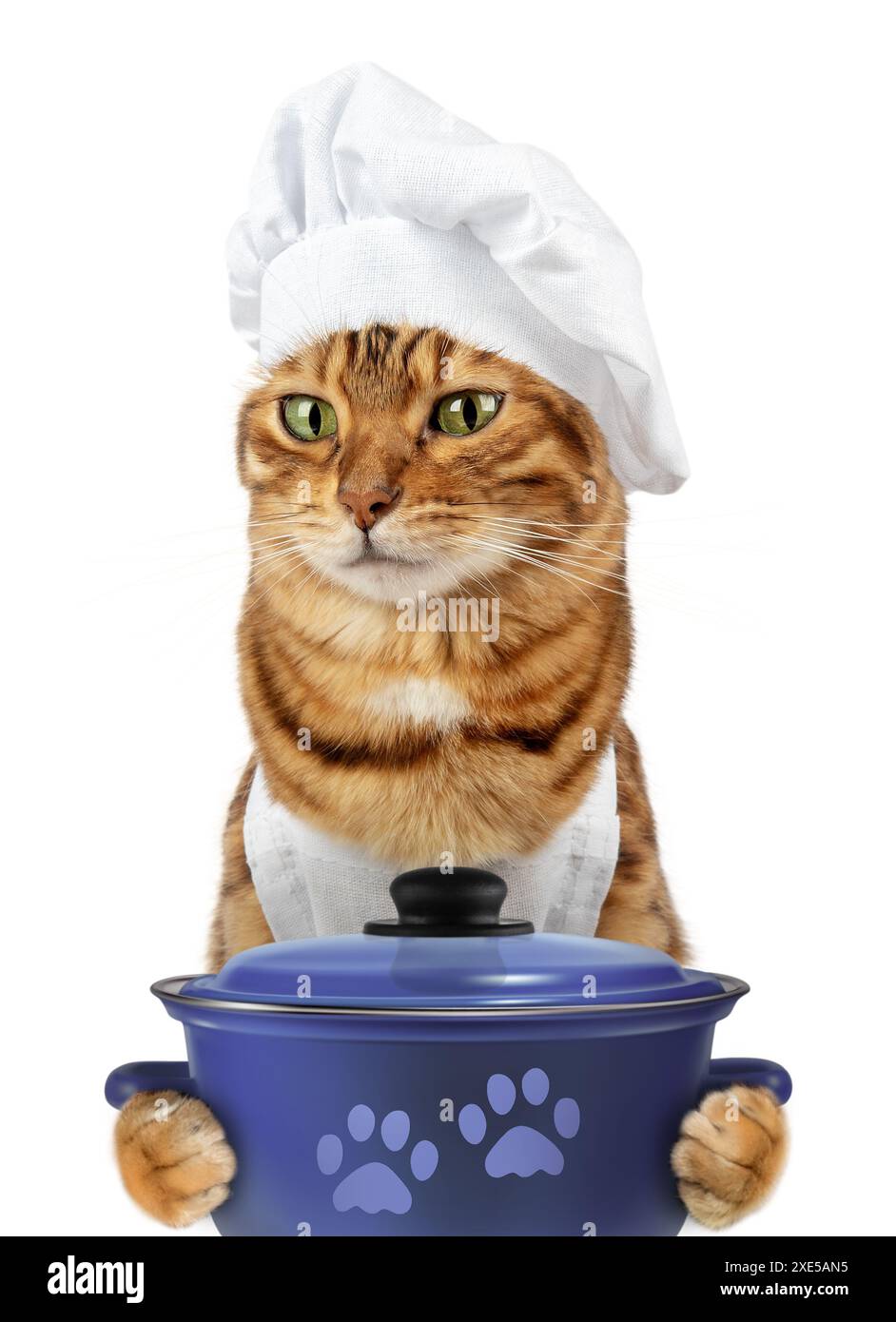 Funny cat - a cook with a pan in his paws Stock Photo - Alamy