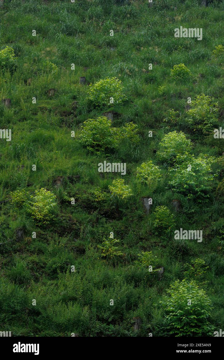 Planted cedar trees Stock Photo - Alamy