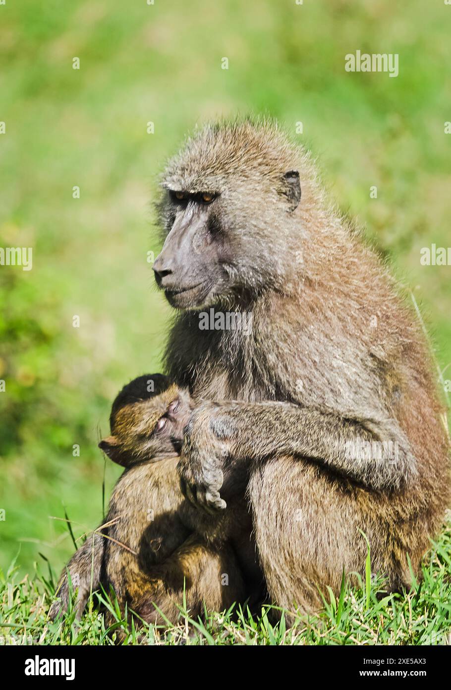 Baboon. Marmoset monkey African savannah. Baboon in their natura Stock ...
