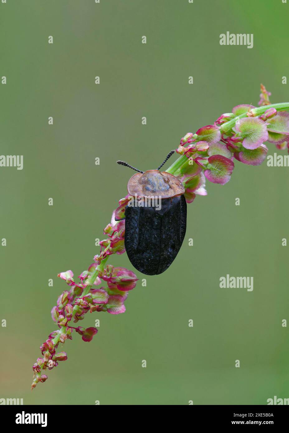 Carrion Beetle red-breasted (Oiceoptoma thoracicum) on Sorrel Common ...