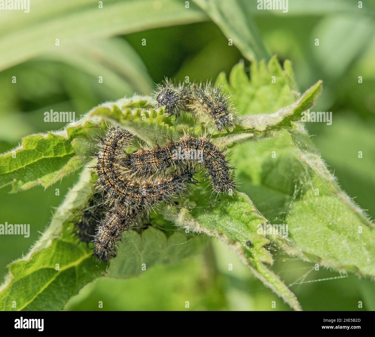 Raupen hi-res stock photography and images - Alamy