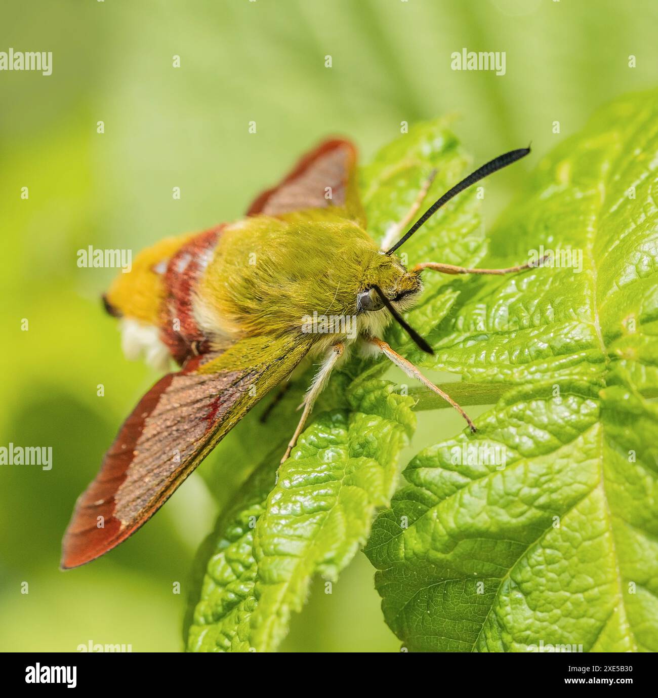 Bumblebee hawkmoth 'Hemaris fuciformis' Stock Photo - Alamy
