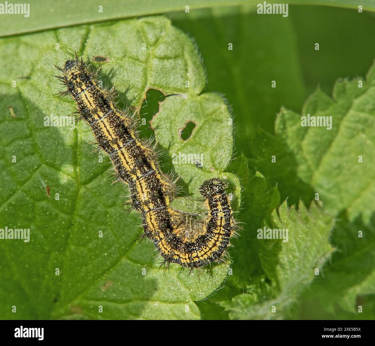 Small fox 'Aglais urticae', caterpillar on stinging nettle Stock Photo ...